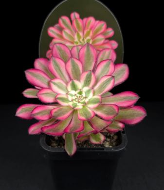 Aeonium Bronze Teacup