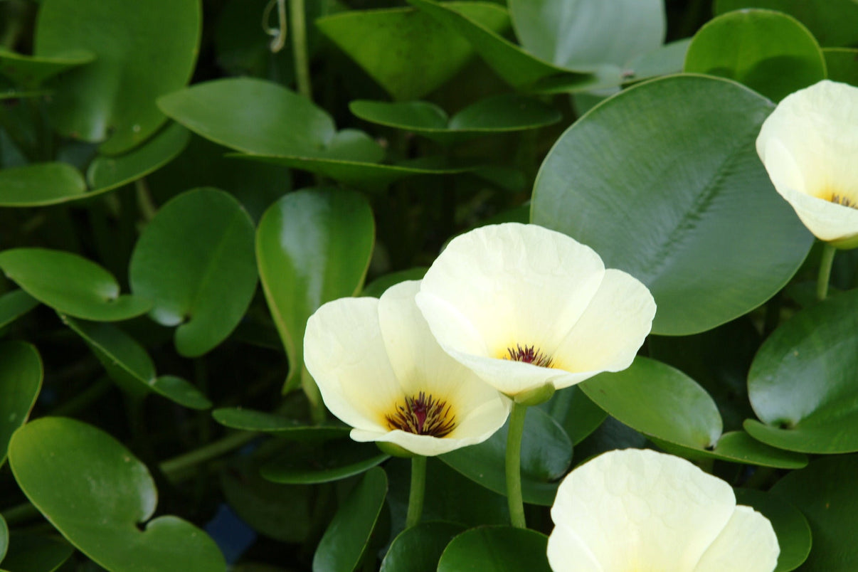 Water Poppy (Hydrocleys Nymphoides)