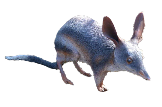 Commercial Statues – tagged "Bilby" – Fountains Galore